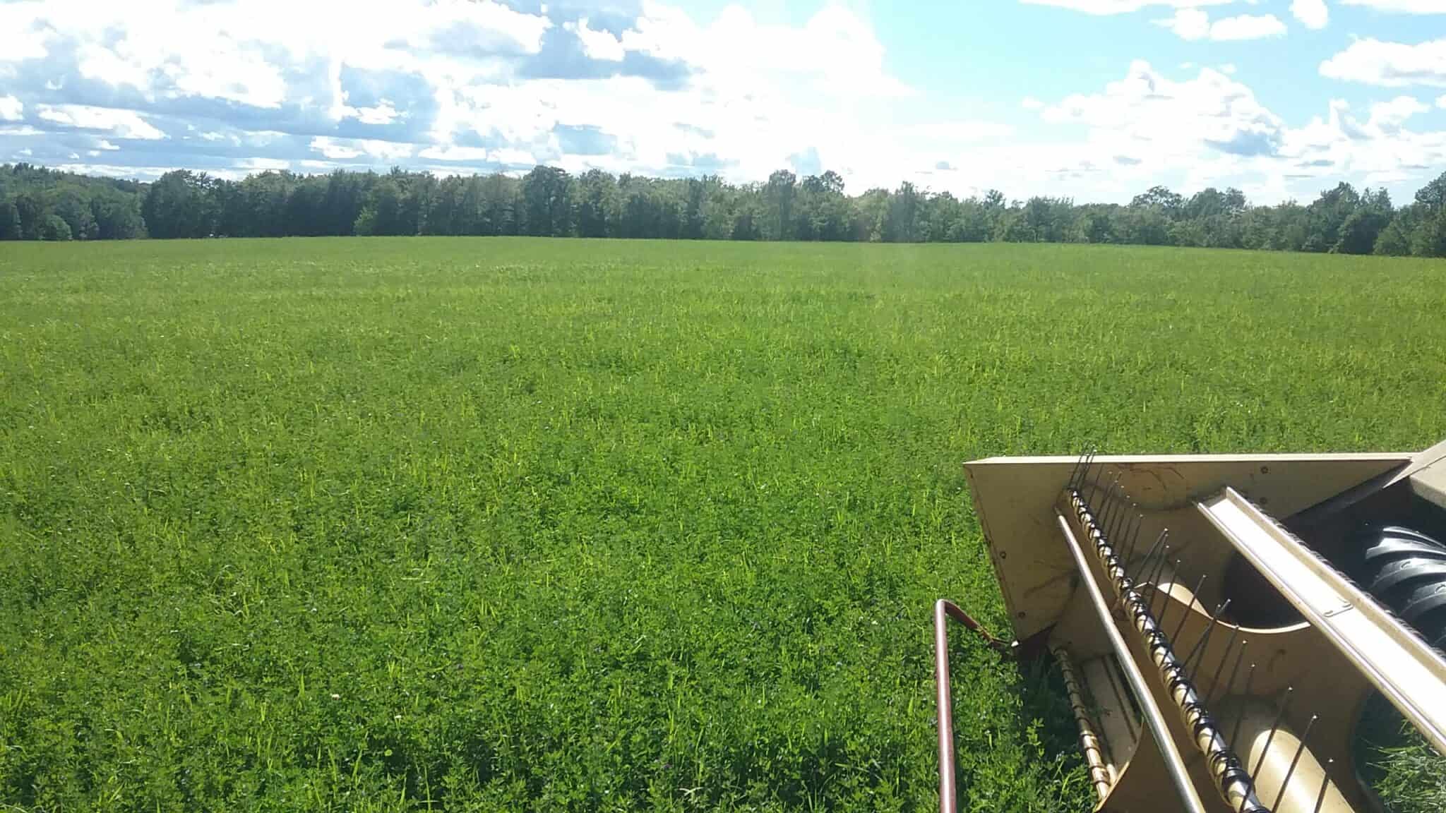 Home - Dynamite Hill Farm