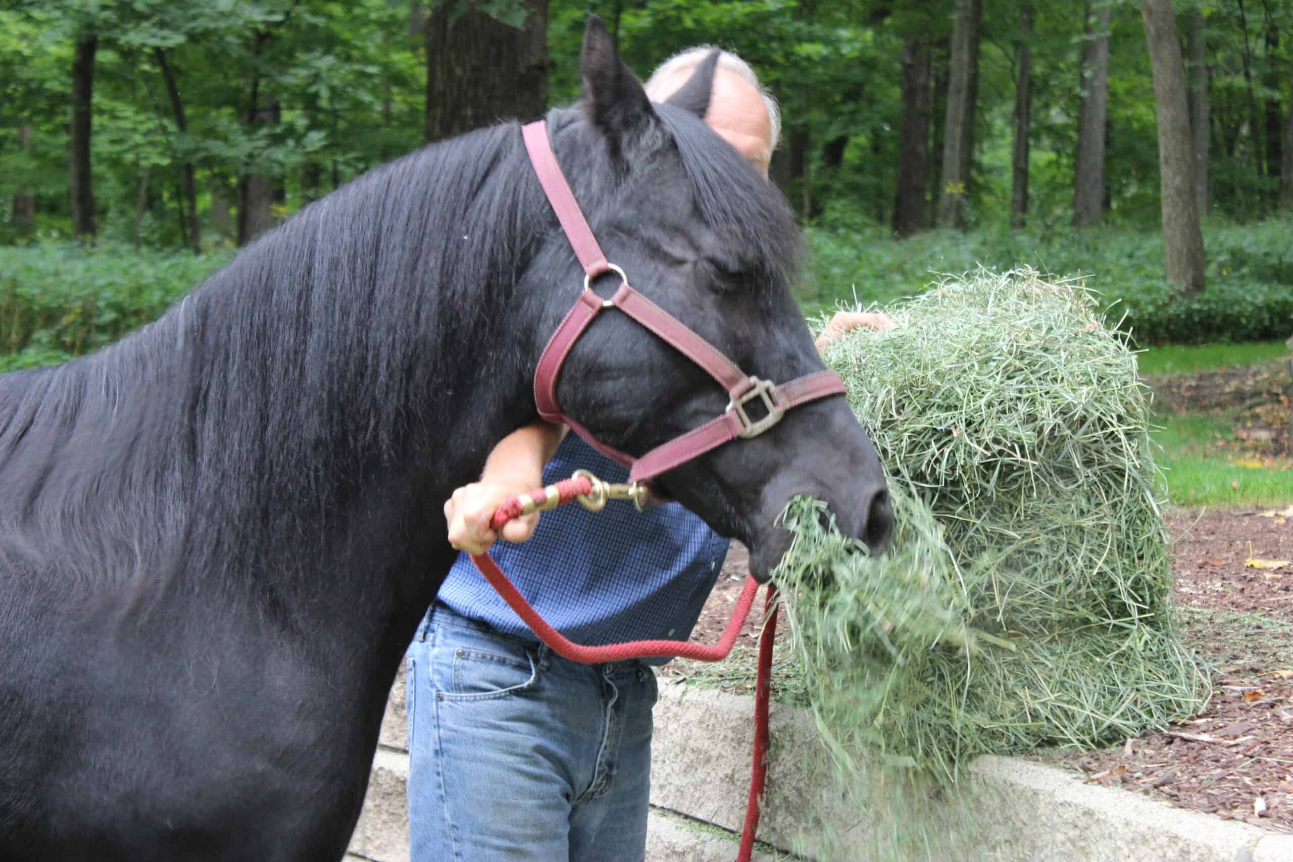 History – Dynamite Hill Farm